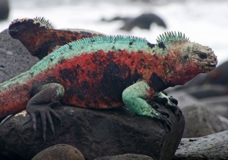 Galapagos Weather - The Garúa Season & What To Expect - Ecoventura