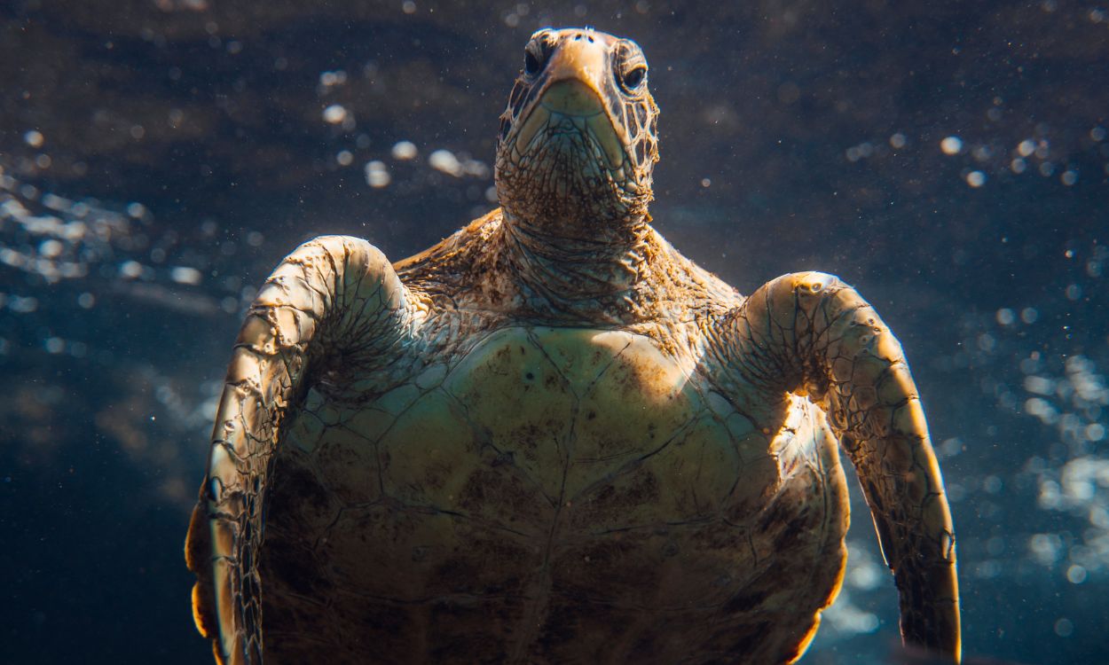 Ecoventura celebrates World Oceans Day - Ecoventura