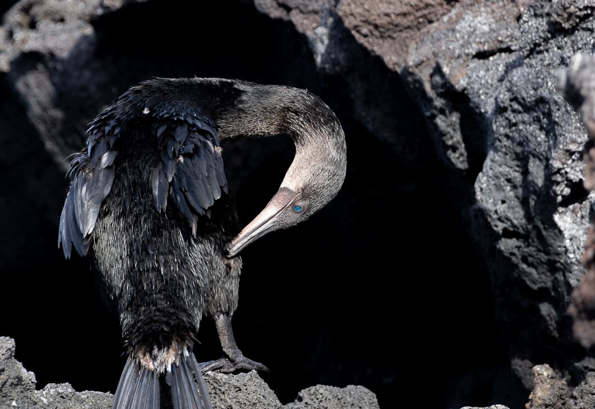 Flightless Cormorants of the Galapagos | Ecoventura
